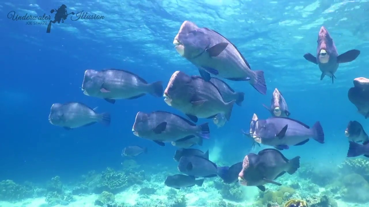 Our Beautiful Sipadan, Sabah - Seapixels Dive Team